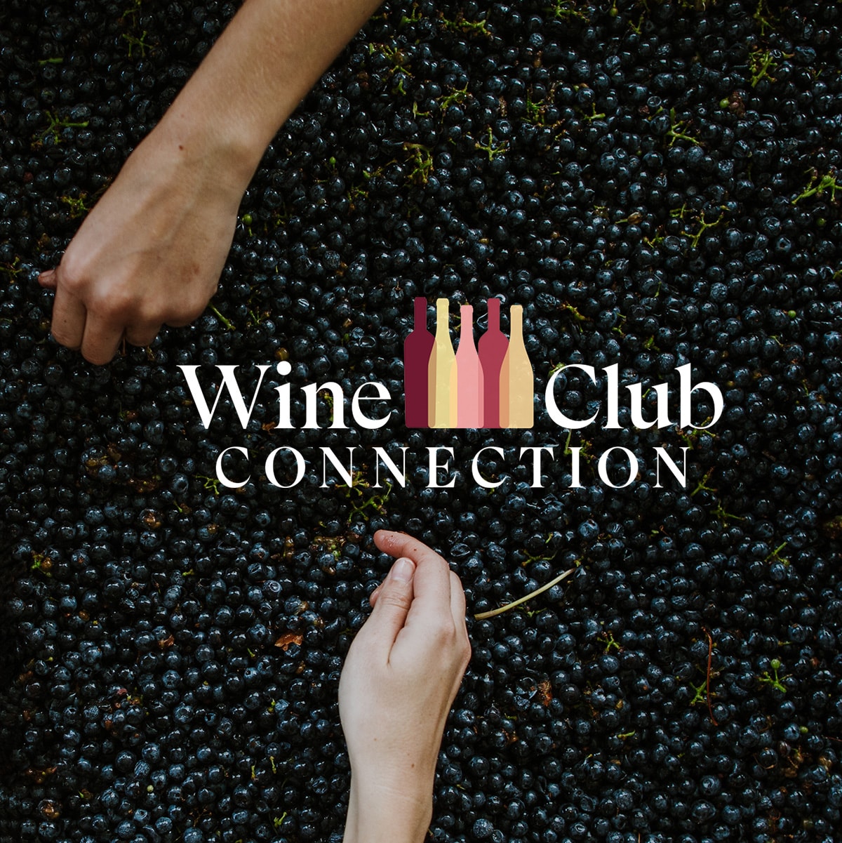 Pricing ⋆ Wine Club Connection